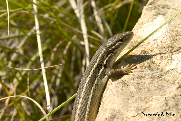 NATURALEZA Y MEDIO RURAL: LAGARTIJA COLILARGA. Psammodromus algirus.