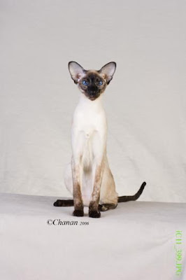 Colorpoint Shorthair Pictures ~ cat pictures