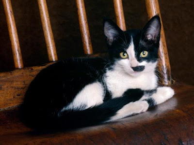 Bicolor cat Pictures ~ cat pictures