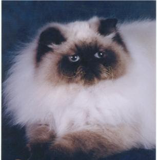 Best Cat Wallpapers: Himalayan Cat Gallery Pictures