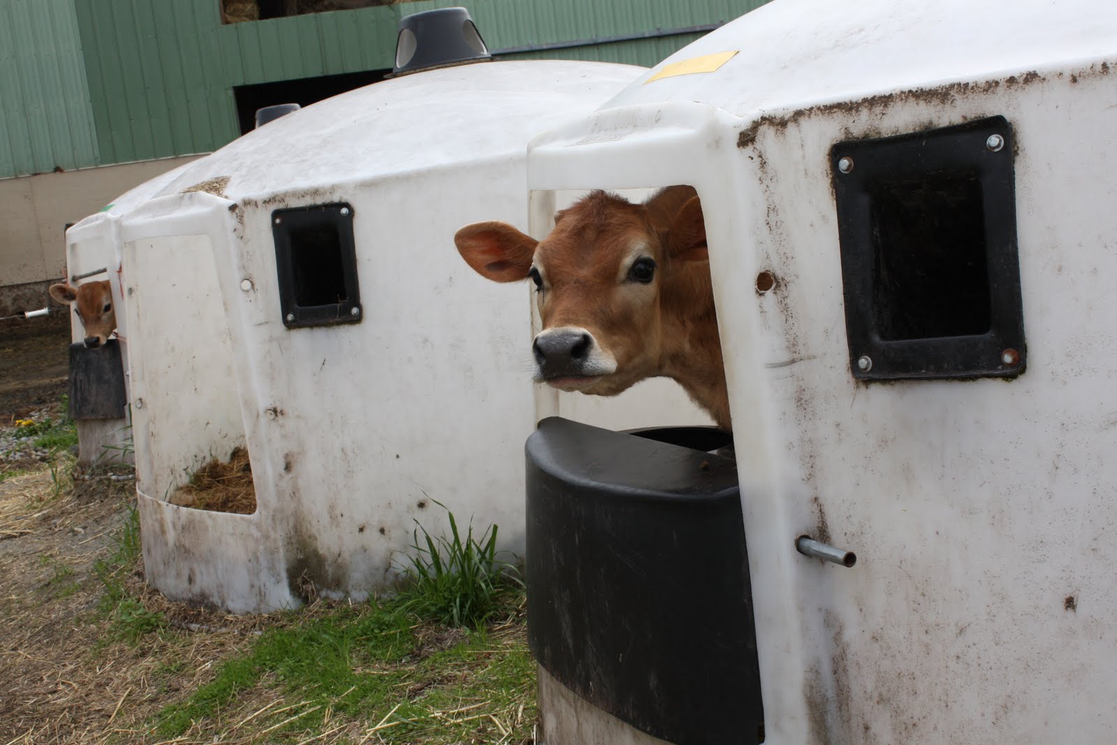 Seattle Tall Poppy: Farm Tour: Pleasant Valley Dairy and the Spring Cheeses