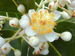 ethnobotany: Bitangor Laut (Calophyllum inophyllum L.)