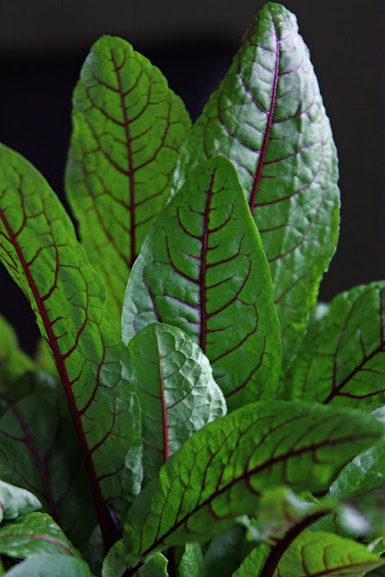 TRÄDGÅRDSLIVET NU OCH SEN: Trädgårdssyra, Ängsyra, Rumex rugosus ...