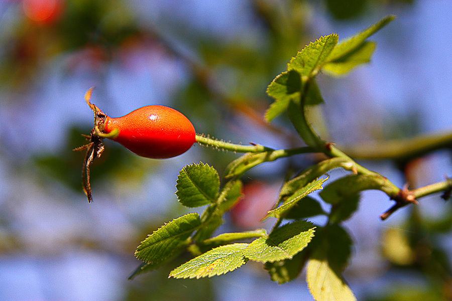 TRÄDGÅRDSLIVET NU OCH SEN: Höstens frukter, del 3 Nypon