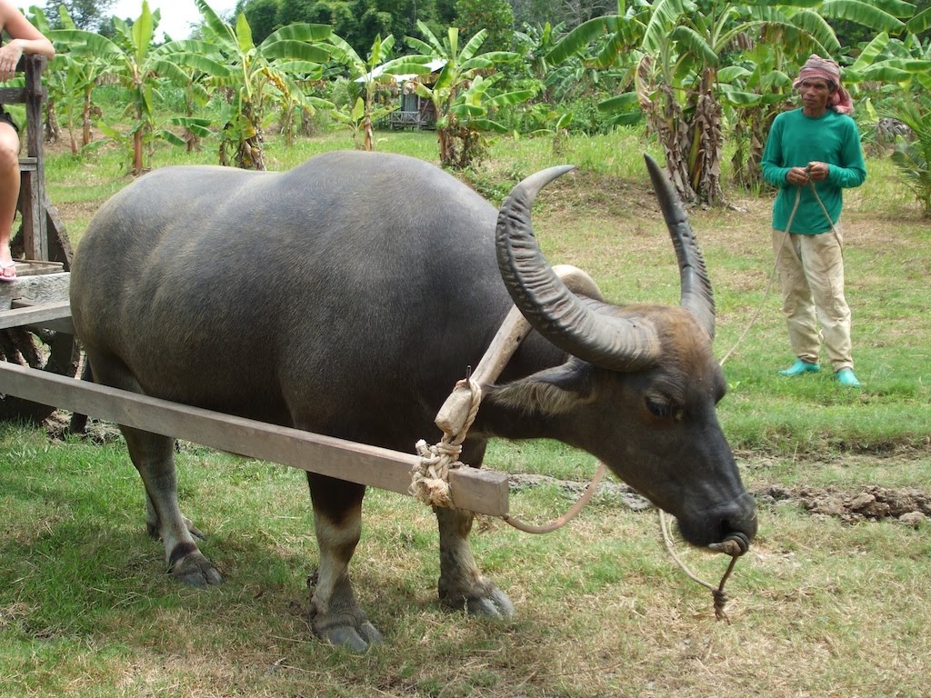 Que tan fuerte es un buey? - startupassembly.co