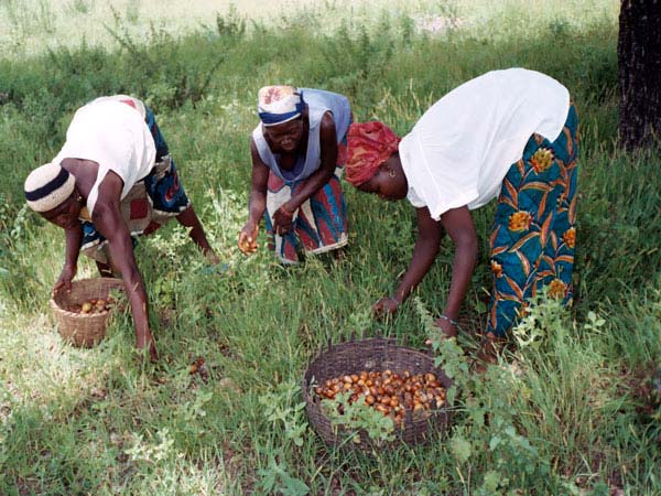 Karita Lou: Benefits of African Shea Butter