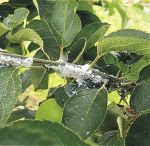 Inheems- en uitheems fruit: Wollige bloedluis bij appelbomen vraagt ...
