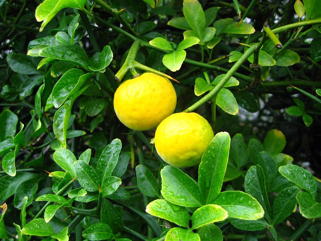 Inheems- en uitheems fruit: Driebladige wilde citroen in de siertuin.