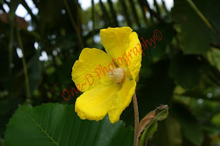 One~D Photography: Brunei National Flower - BUNGA SIMPOR (Dillenia ...
