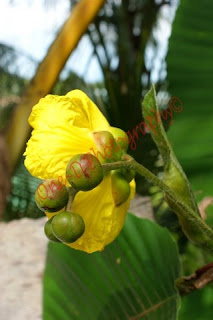 One~D Photography: Brunei National Flower - BUNGA SIMPOR (Dillenia ...
