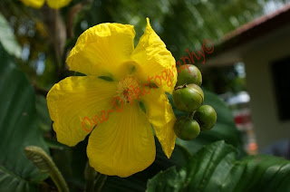 One~D Photography: Brunei National Flower - BUNGA SIMPOR (Dillenia ...