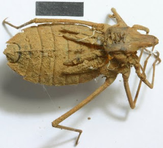 Odonata of Peninsular Malaysia: Exuvia - Epophthalmia vittigera