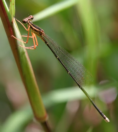 Odonata of Peninsular Malaysia: Copera ciliata