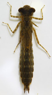 Odonata of Peninsular Malaysia: On Larvae.....