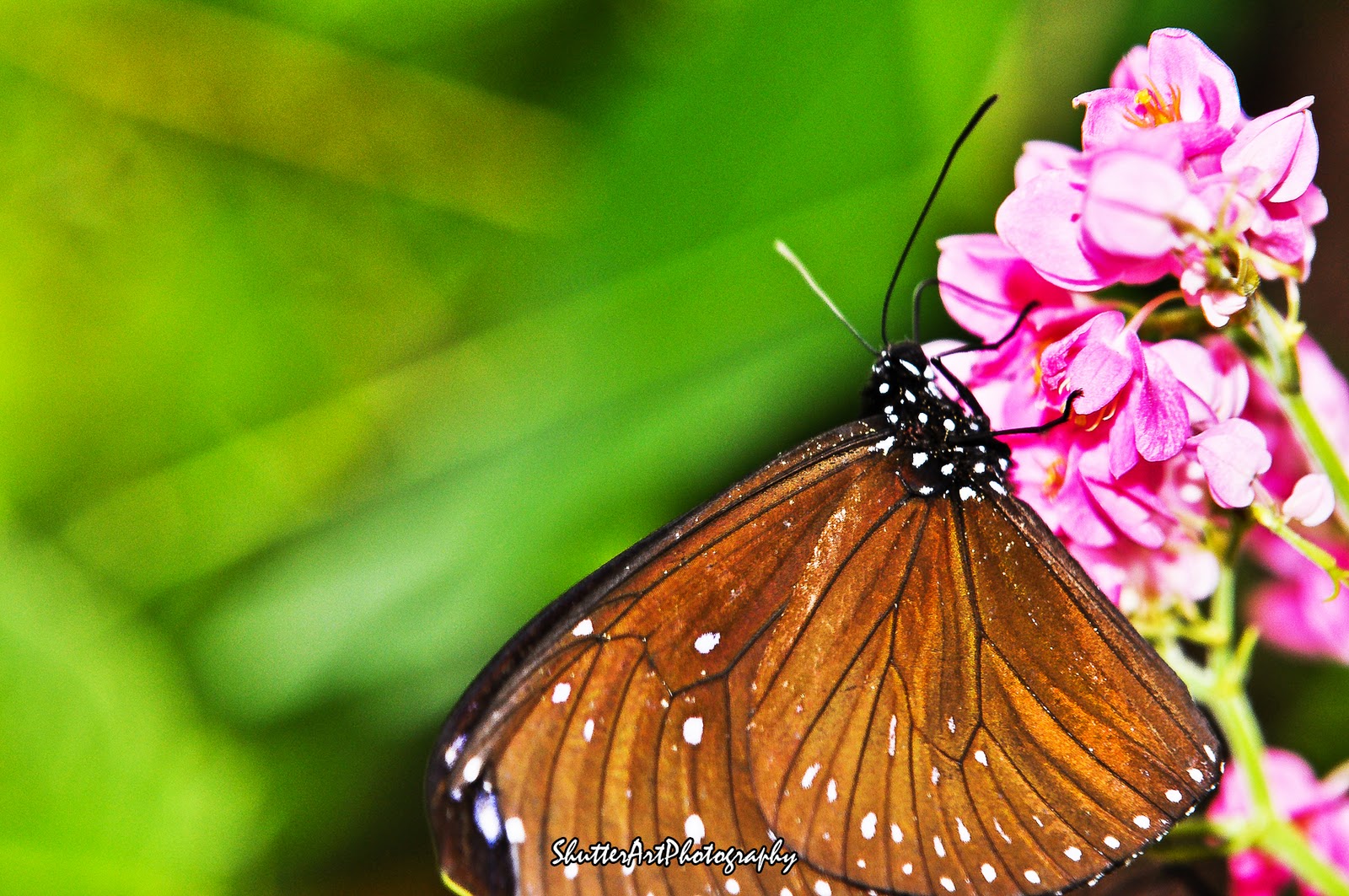 ShutterArtPhotography: Warna & Rama-Rama