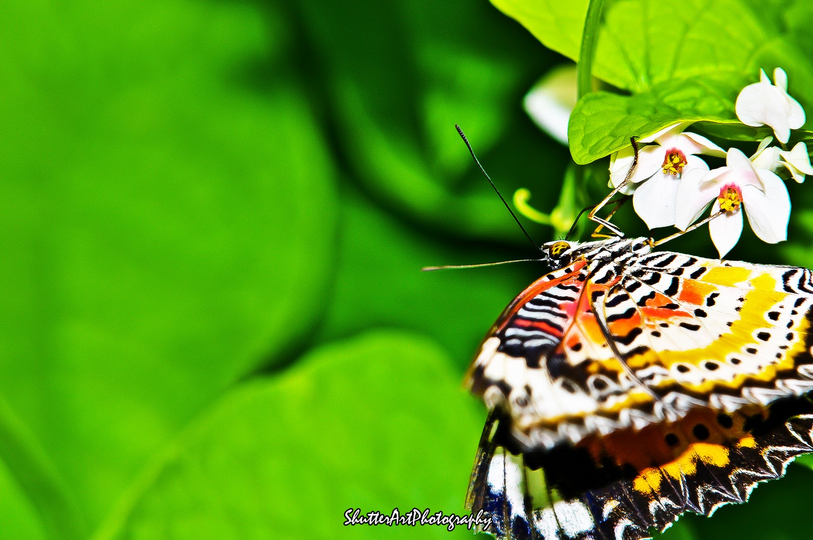 ShutterArtPhotography: Warna & Rama-Rama