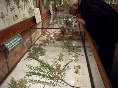 artifacts.: The Ware Collection of Glass Models of Plants