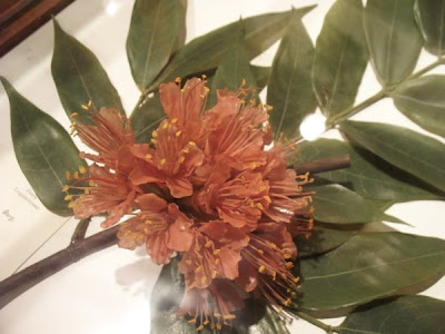 artifacts.: The Ware Collection of Glass Models of Plants