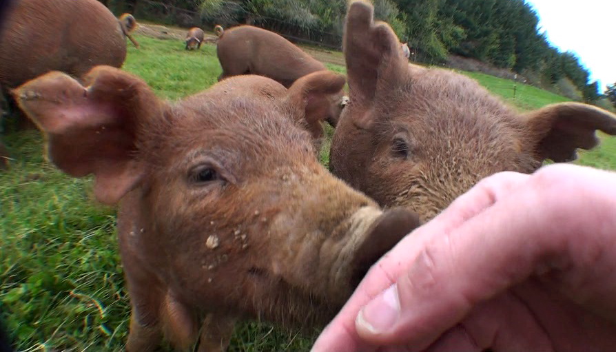 ~ OREGON CULINARY INSTITUTE ~: The Pig Project