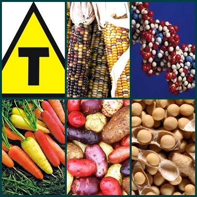 BIOTECNOLOGIA - TRANSGENIA EM VEGETAIS: Plantas transgenicas e sua história