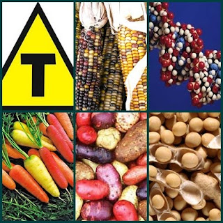 BIOTECNOLOGIA - TRANSGENIA EM VEGETAIS: Plantas transgenicas e sua história