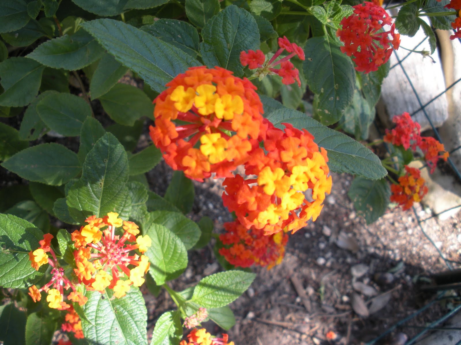 Linda Chontos: Praise and Thanks