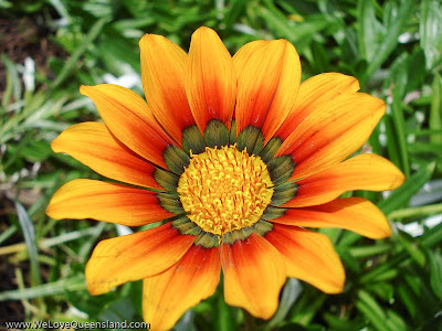 We Love Queensland: Beautiful flora and fauna in Gold Coast Australia