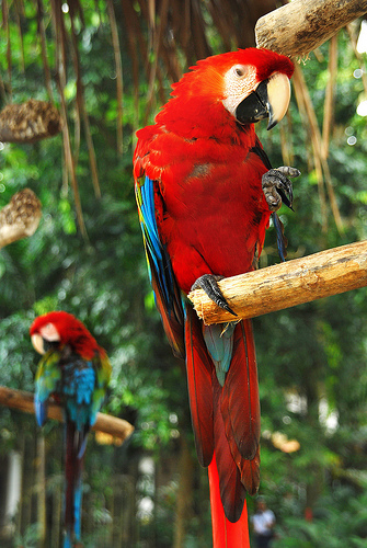 chiapasinformativo.com.mx: Fauna de Chiapas