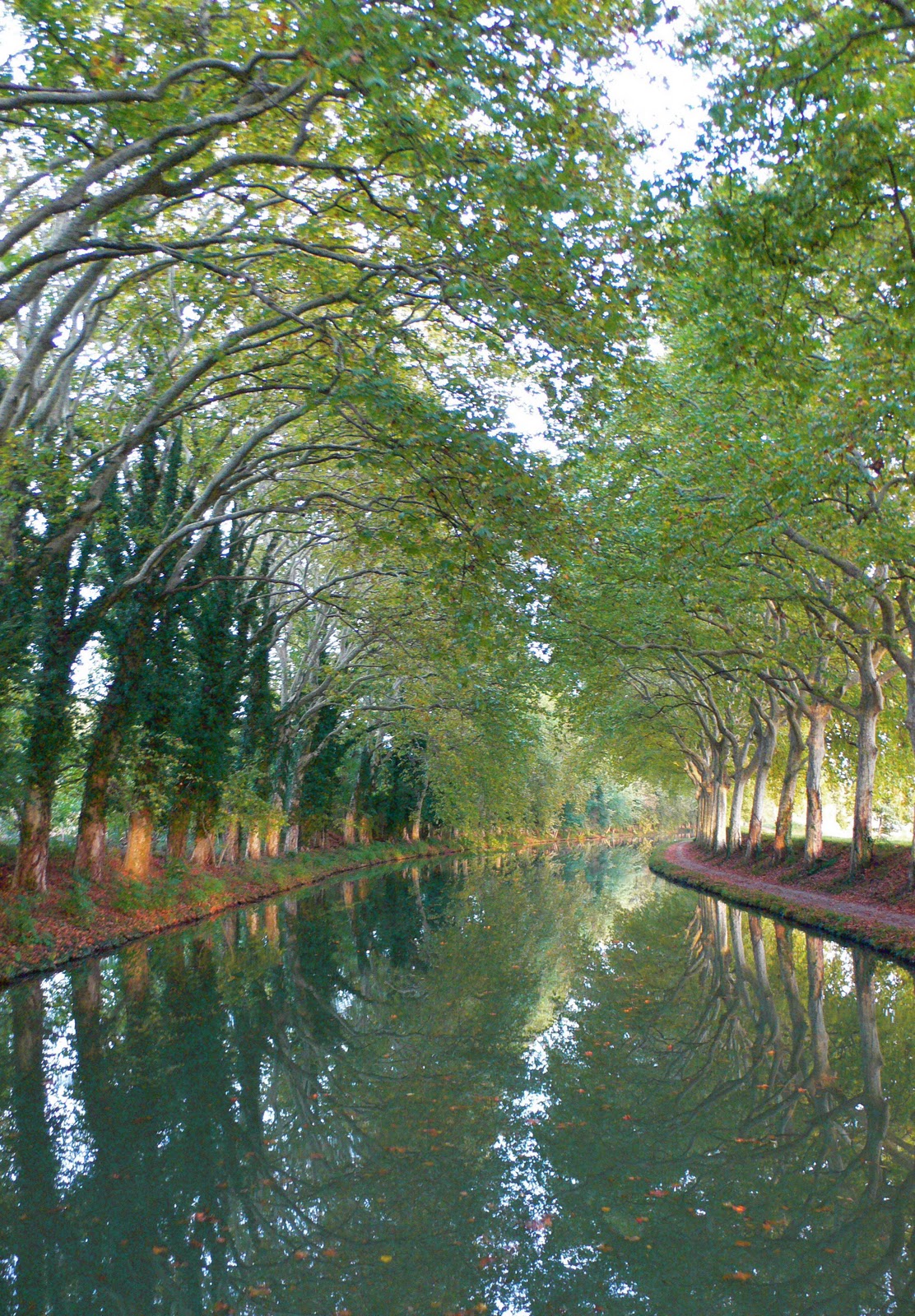 A French Education: FAVORITE FRENCH TREES IN PERIL