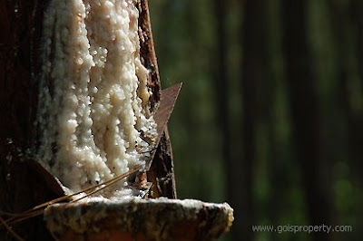 BLOGÓIS: Resina de pinheiro