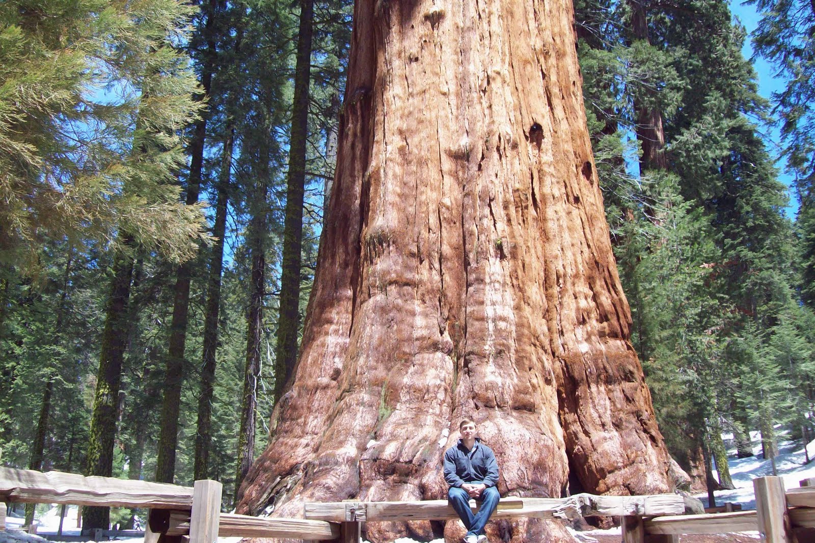 Strength Food Life: Sequoia National Forest
