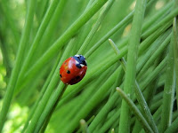 The Lady(Bug) of the Household: Autism Awareness Month