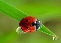 The Lady(Bug) of the Household: Let's Get Ready To Rumble!