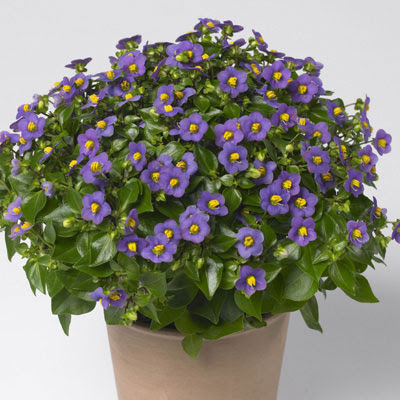 Отглеждане на Екзакум / Exacum