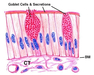 HISTOLOGI VETERINER I: I. JARINGAN EPITEL