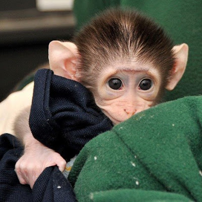 Fonte: Planeta Bicho