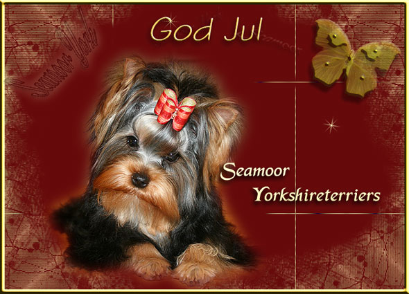 Mandane's Collies: Tack snälla, för alla fina julkort..