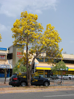 The Monsoon Frog: Fabulous Yellow Median Strip Flowering Trees in Darwin