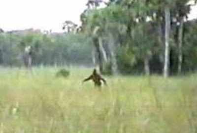 VDT - Referring to the Skunk Ape story (** posted below ) in last week ...