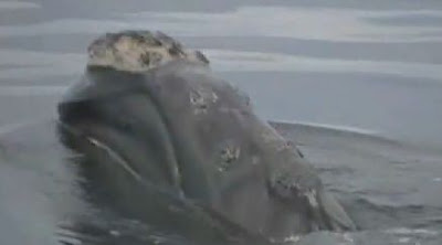 Phantoms and Monsters - Real Eyewitness Cryptid Encounter Reports