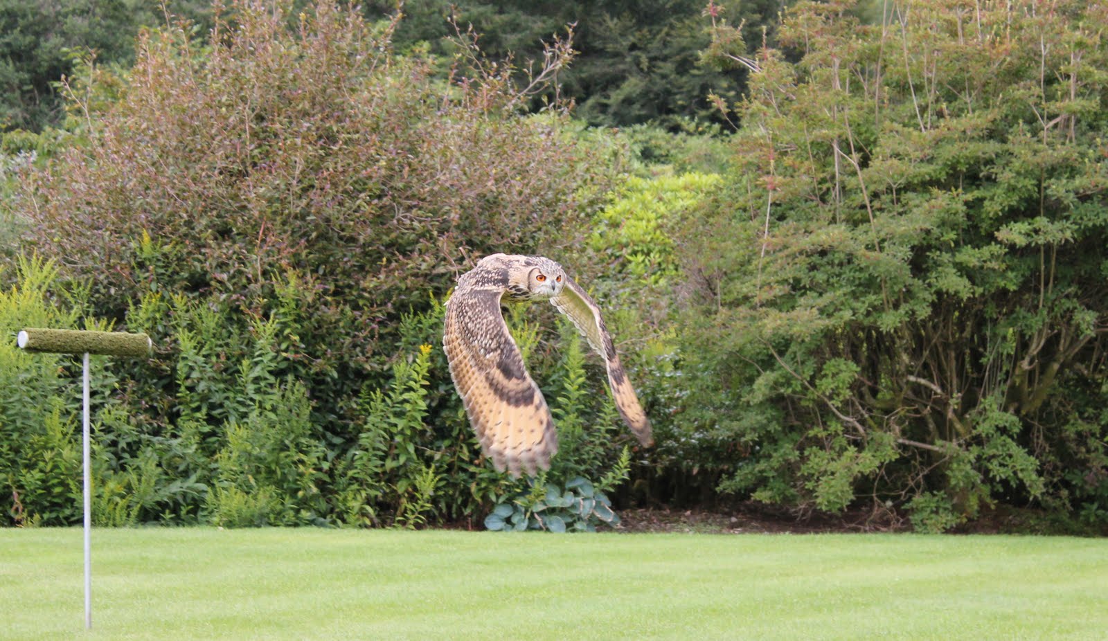 Strathblane Falconry News: August 2010