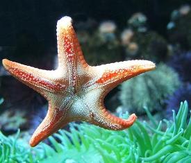 BIODIVERSITY: MARINE ECOSYSTEMS OR AQUATIC DIVERSITY BASICS