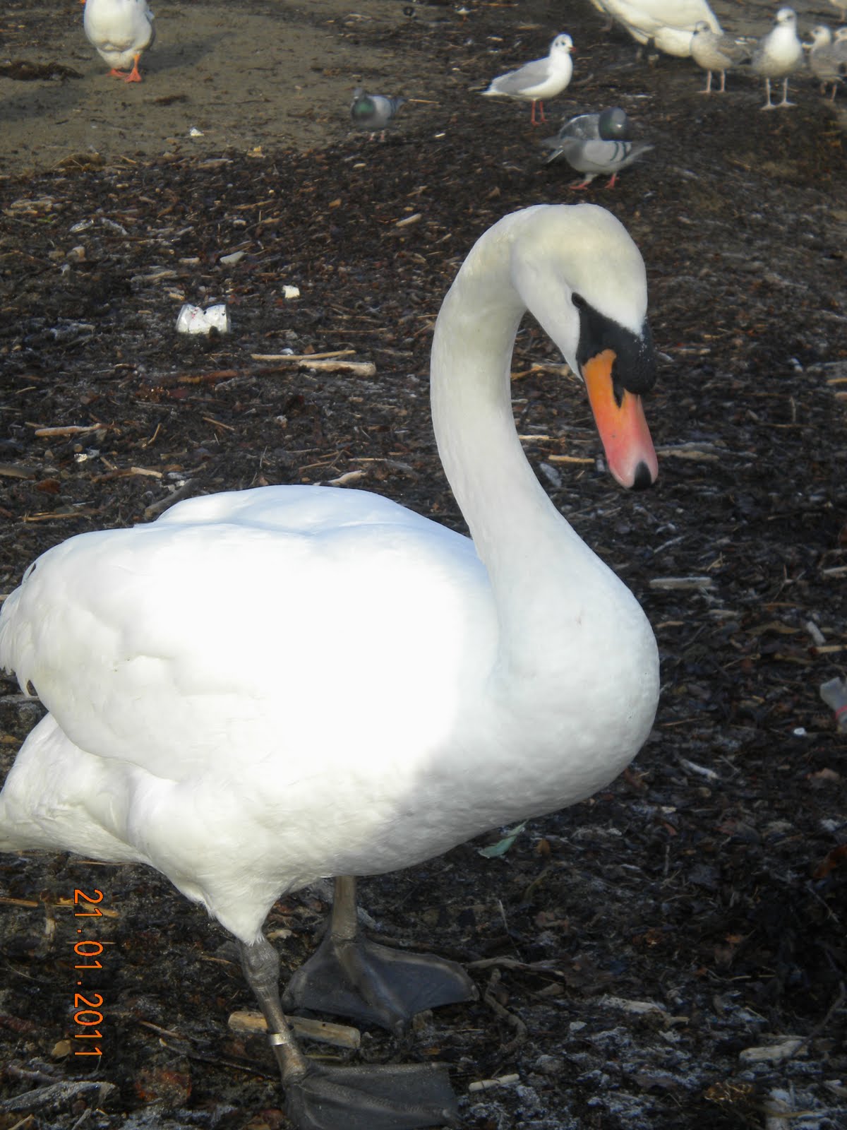 Birds of Bray: The Mute Swan