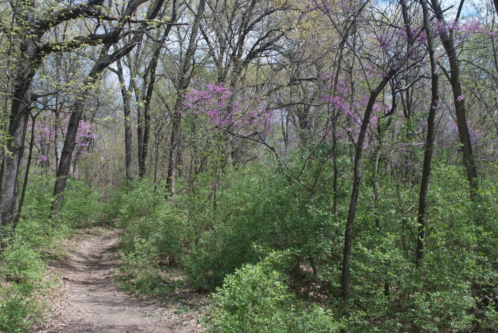 Trail Tester: Spring Valley Trail at Cliff Cave County Park