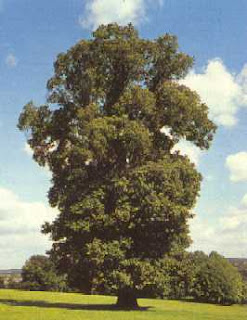Breviario Castellano: El OLMO, SÍMBOLO DE CASTILLA