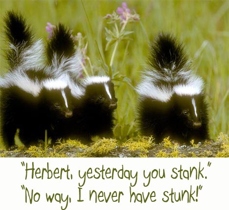 Jenz Grammar Tips: Stink, stank, stunk—what you need to know