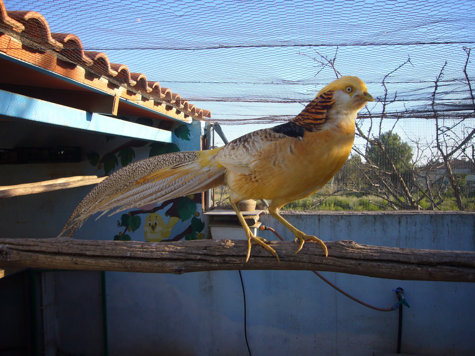 FAISANES JACIN: FAISAN AMARILLO (GHI-GHI)