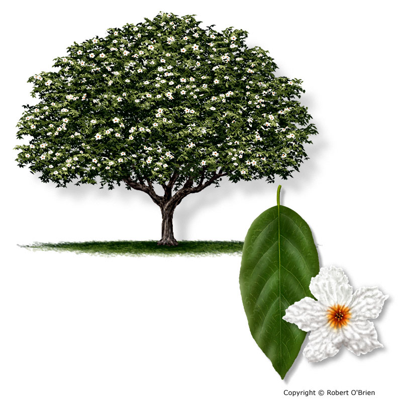 Plantas Medicinales Prehispanicas Mexicanas: Anacahuite