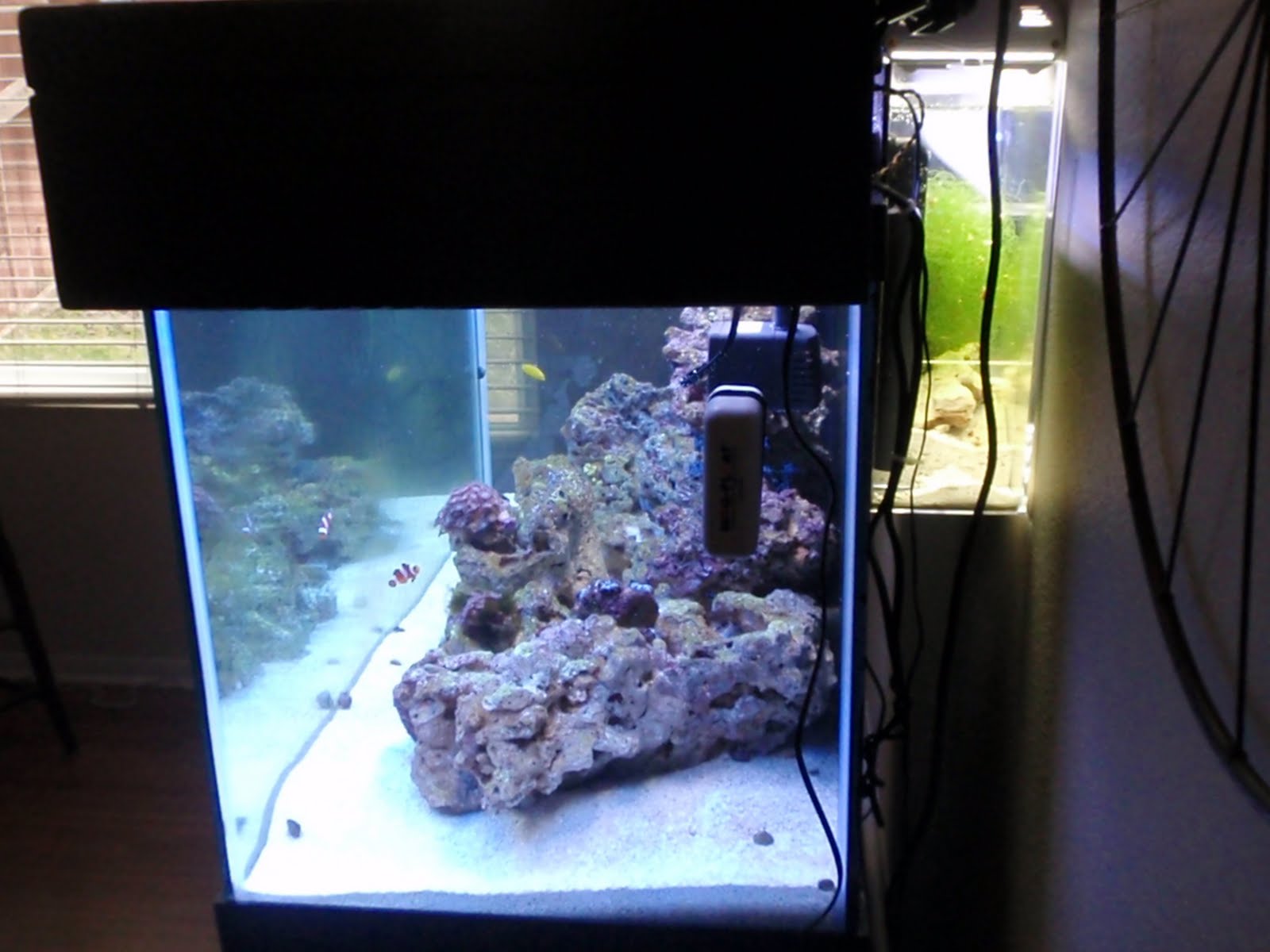 Trials and Tribulations of a Reef Aquarium: Refugium Reveries Come to Life!