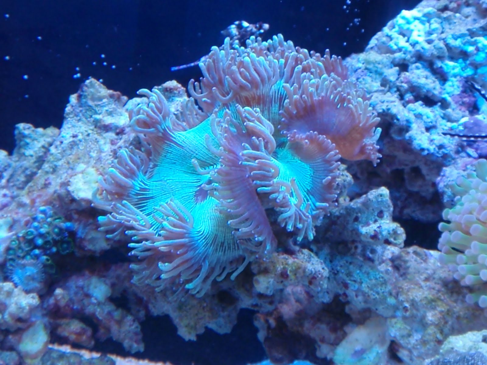 Trials and Tribulations of a Reef Aquarium: Venturing into LPS Coral ...